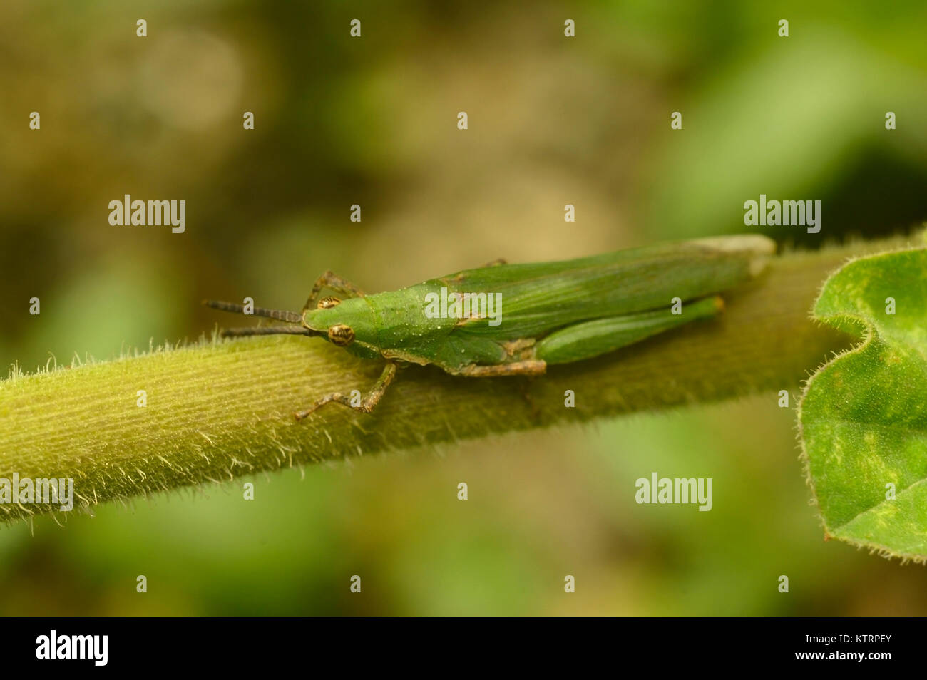 Atractomorpha sinensis Bolvar near Sangli, Maharashtra Stock Photo - Alamy