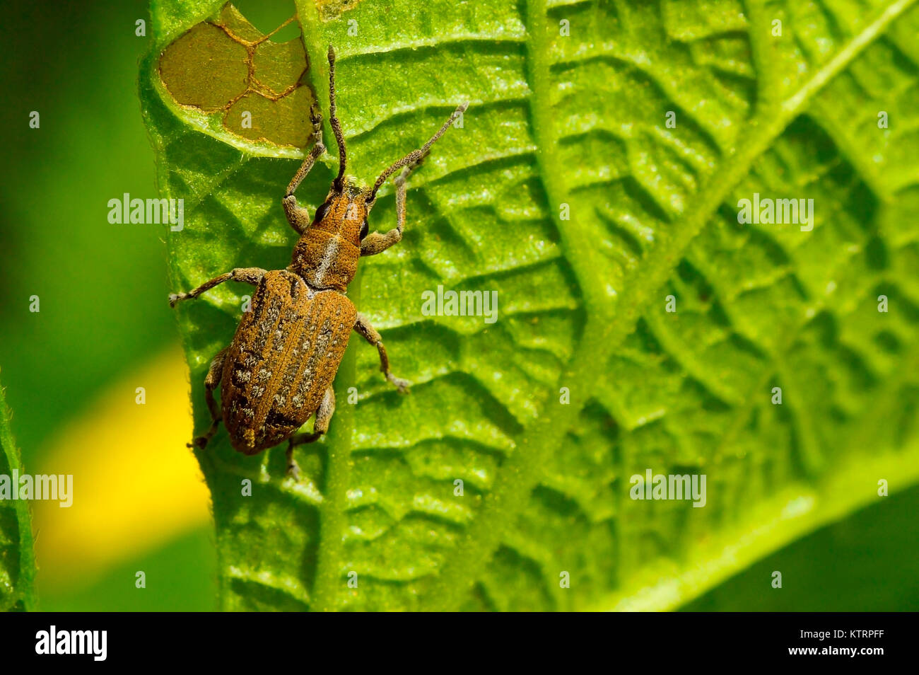 Vegetable weevil, Listroderes costirostris on a green leaf near Pune ...