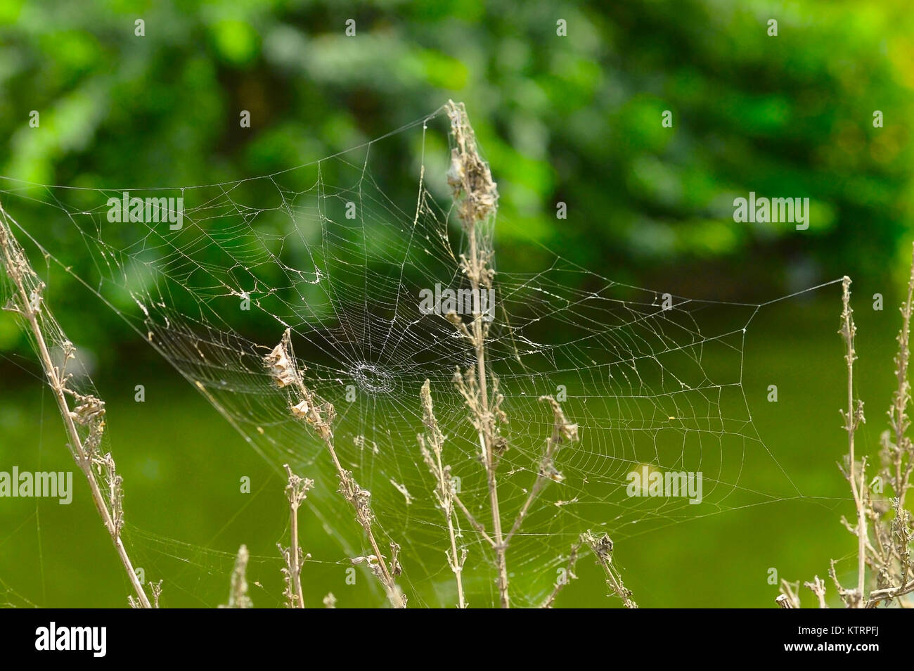 Spider web near Pune, Maharshtra, India Stock Photo - Alamy