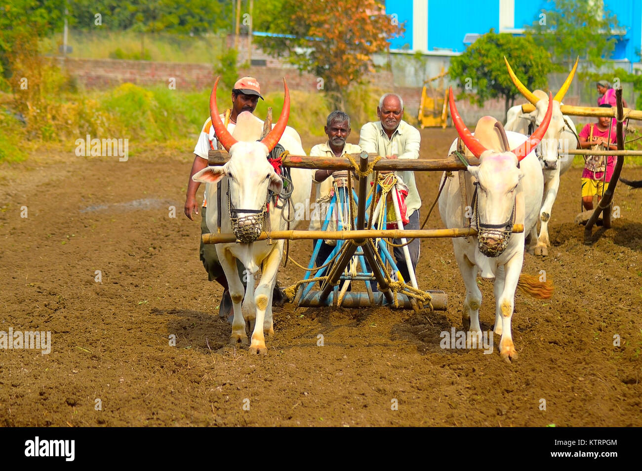 Farmers sowing seeds with the help of white bulls and plough near Velha ...