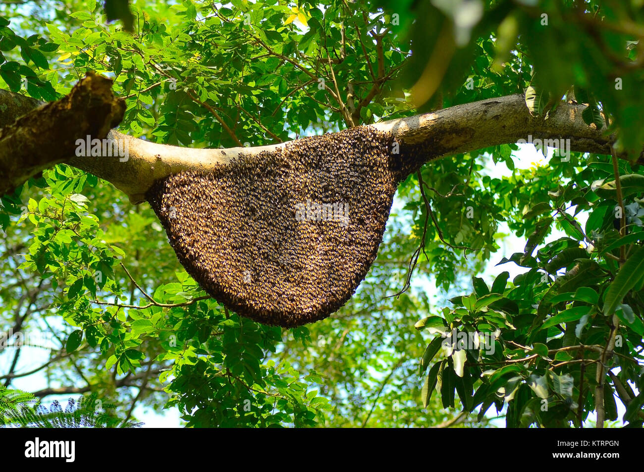Tree branch beehive hi-res stock photography and images - Alamy