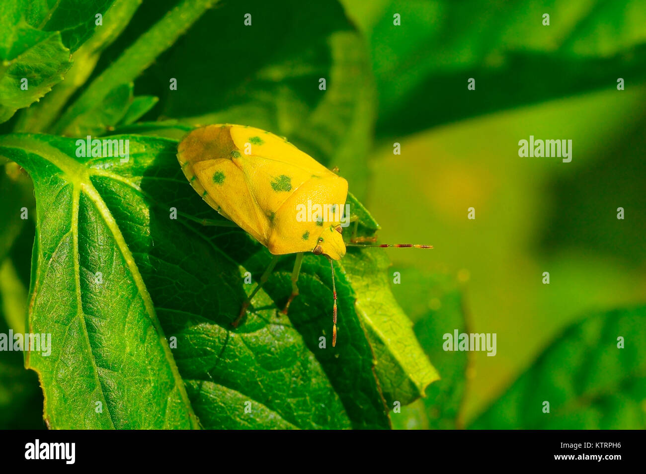 Orange shield bug hi-res stock photography and images - Alamy