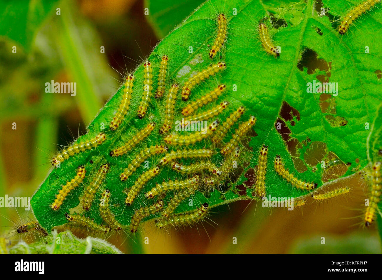 Forest tent caterpillar hi-res stock photography and images - Alamy