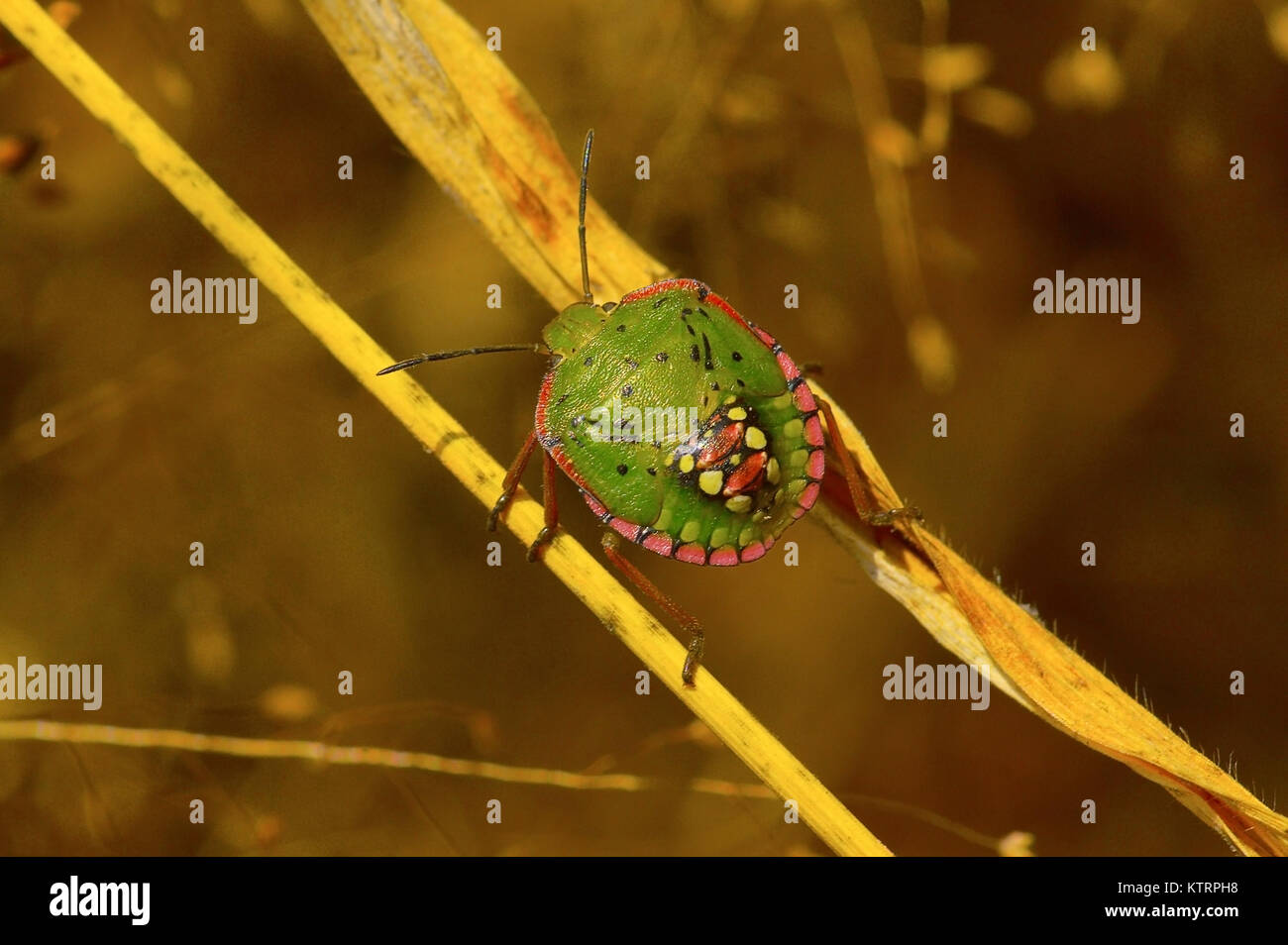 Brown Marmorated Stink Bugs High Resolution Stock Photography and ...
