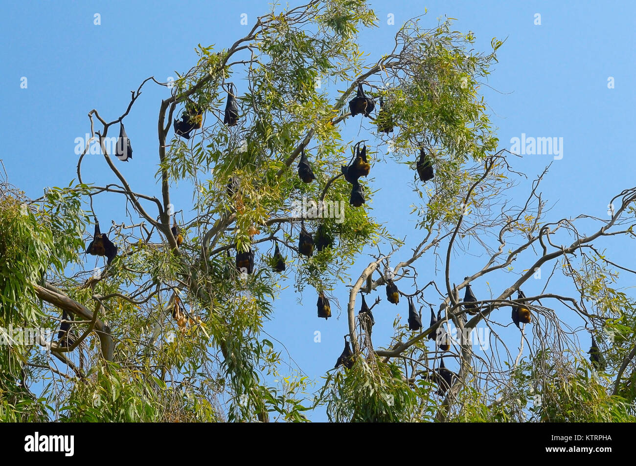 Flying fox bats roosting in the tree near Sangli, Maharashtra Stock ...