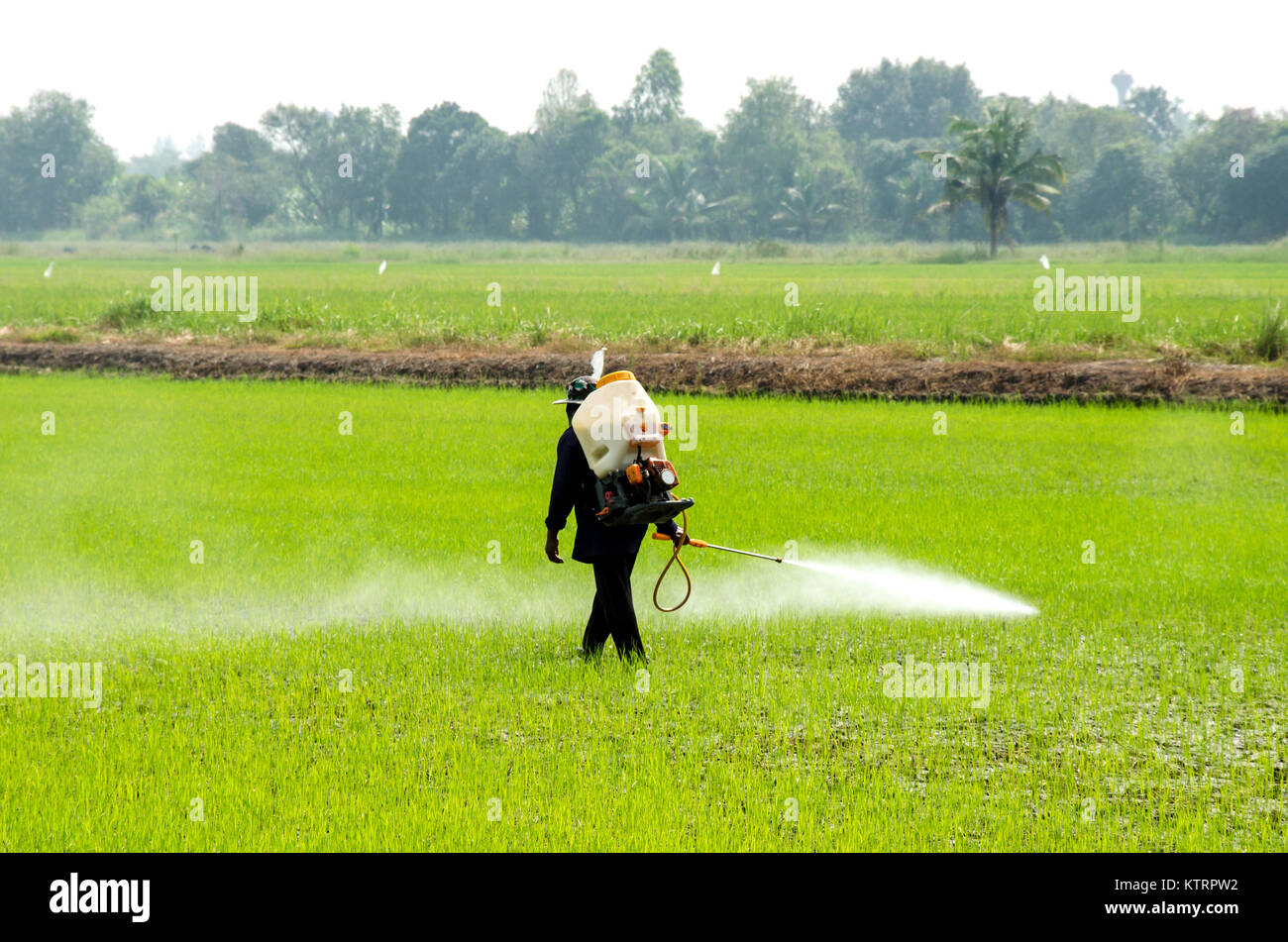 Farmers inject insecticides to prevent insects in rice fields Stock ...