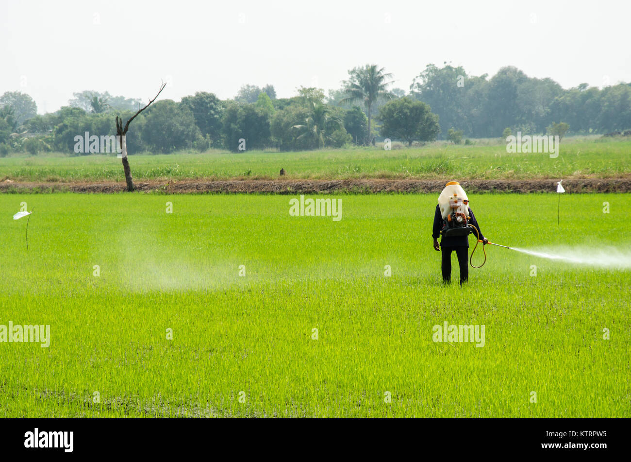 Farmers inject insecticides to prevent insects in rice fields Stock ...