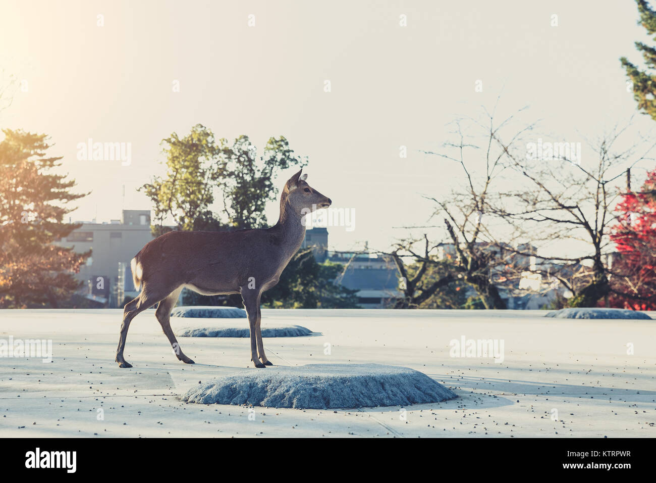 Nara in winter hi-res stock photography and images - Alamy