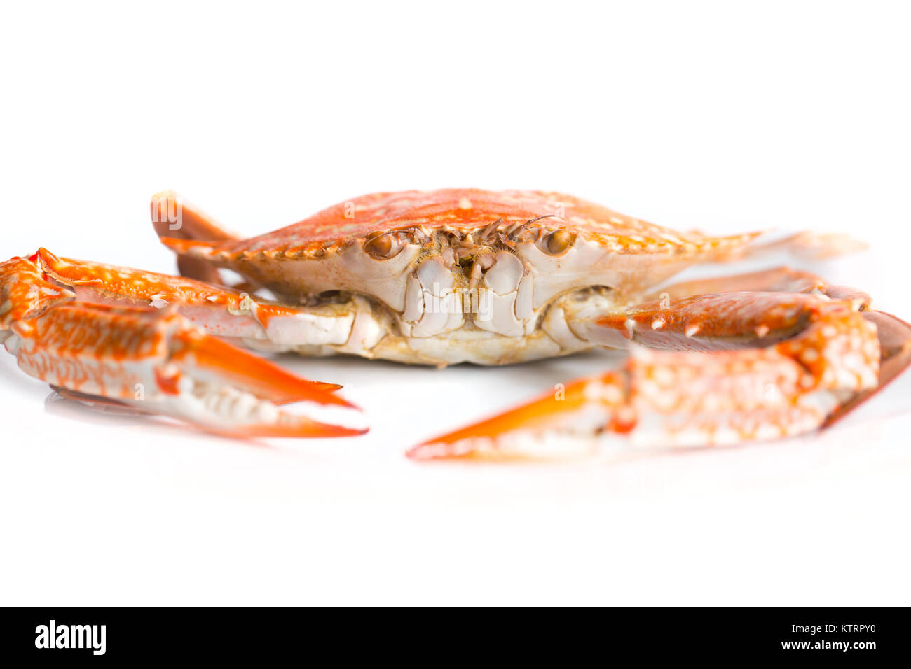 closeup crab face isolated on white Stock Photo - Alamy
