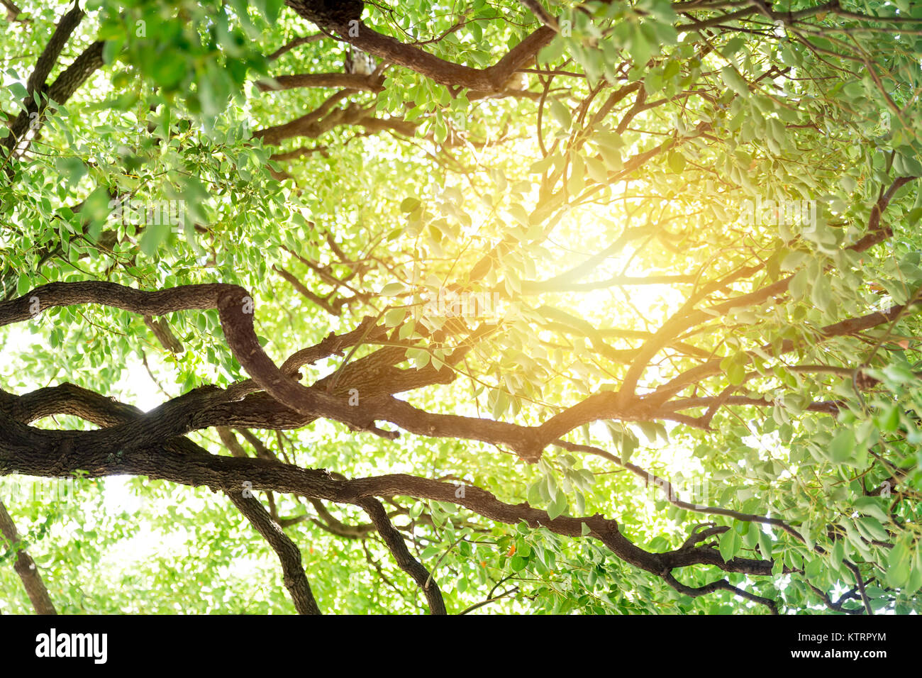 Summer Sunny Green Trees Nature Wood Sunlight Background Stock Photo ...