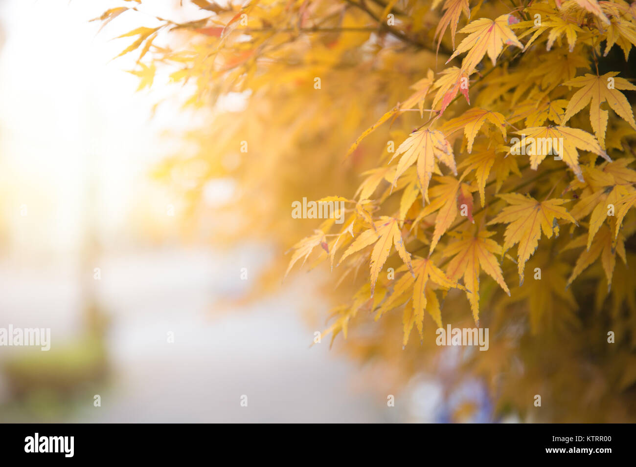 Japanese maple leaf canada tree hi-res stock photography and images - Alamy