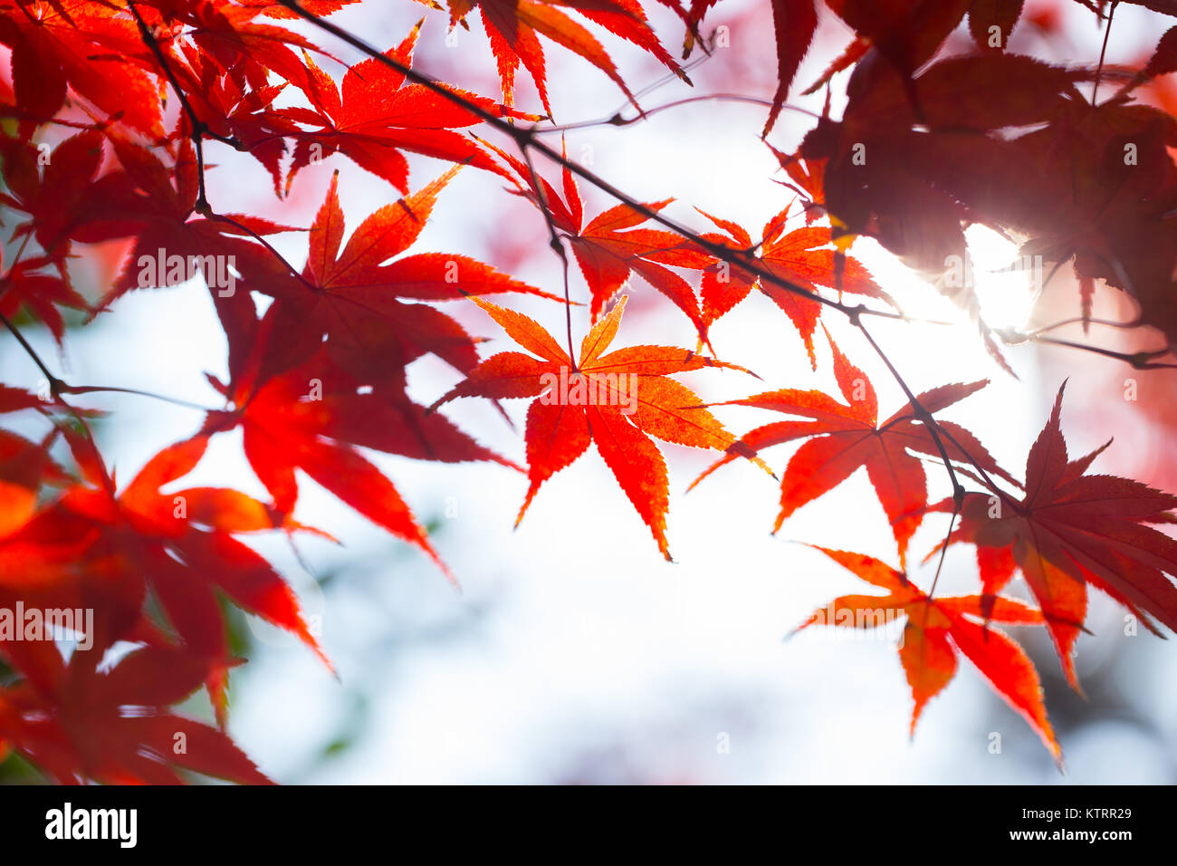 Red Maple Leaf in Japan Autumn Asian Nature Background Stock Photo - Alamy