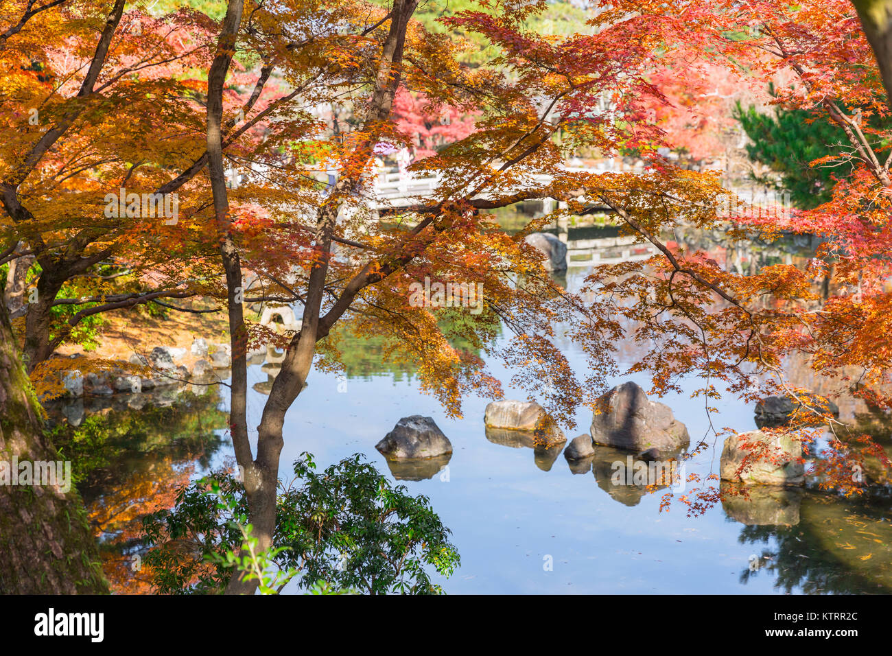 Autumn Fall season in Japan colorful maple tree nature landscape for travel background Stock ...