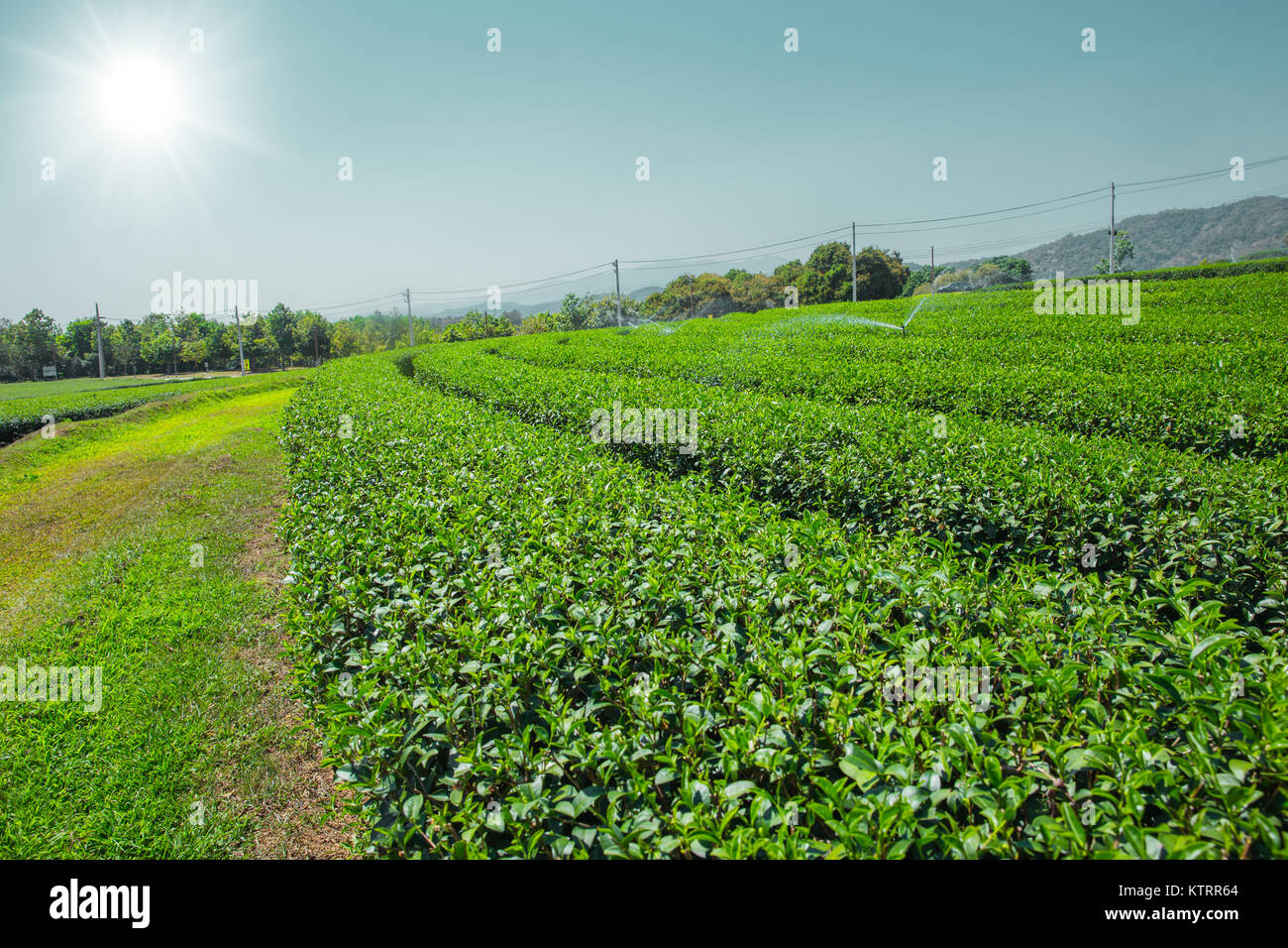 Green tea plant hi-res stock photography and images - Alamy