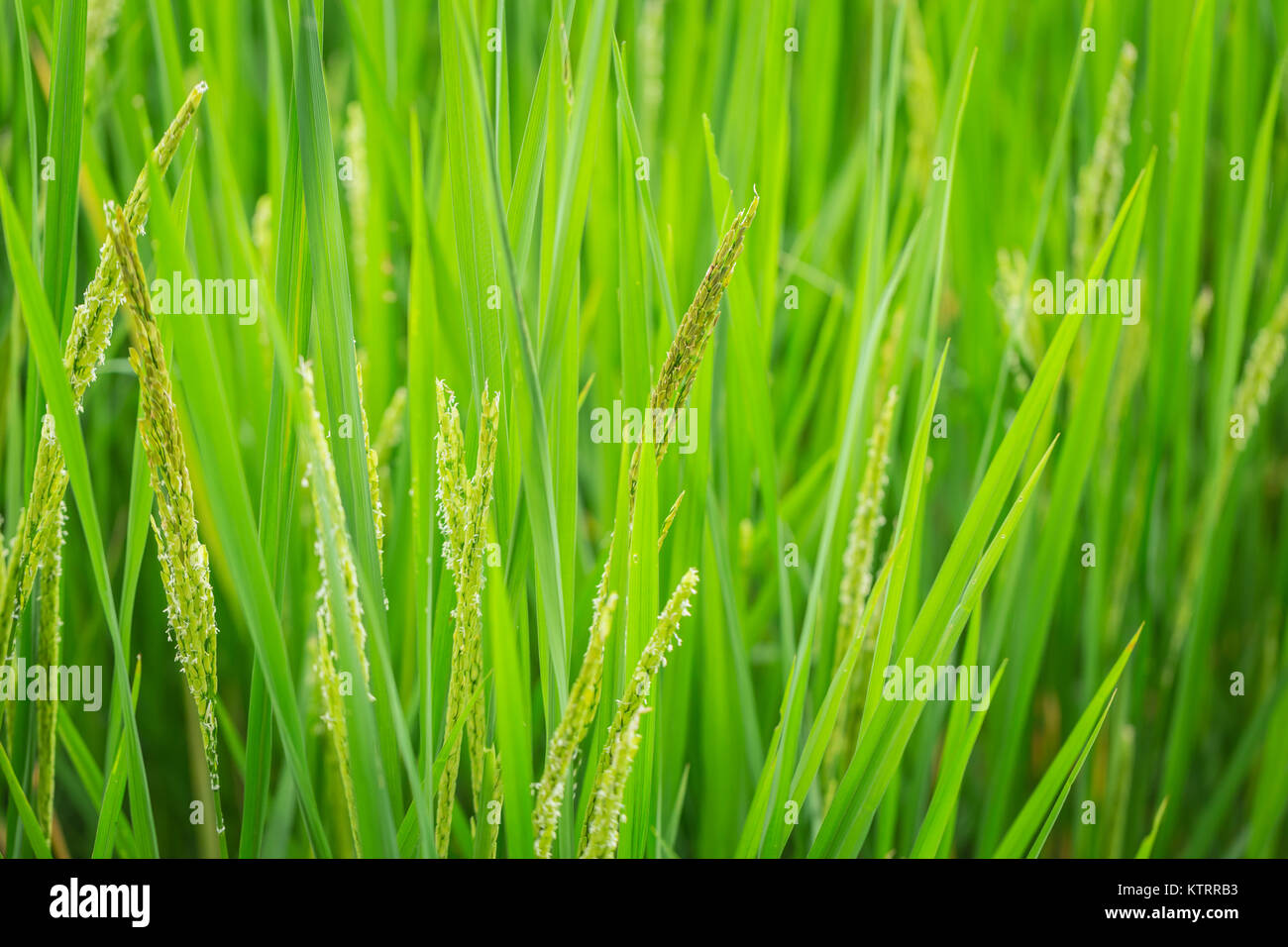green rice plant for nature asian agriculture background Stock Photo ...