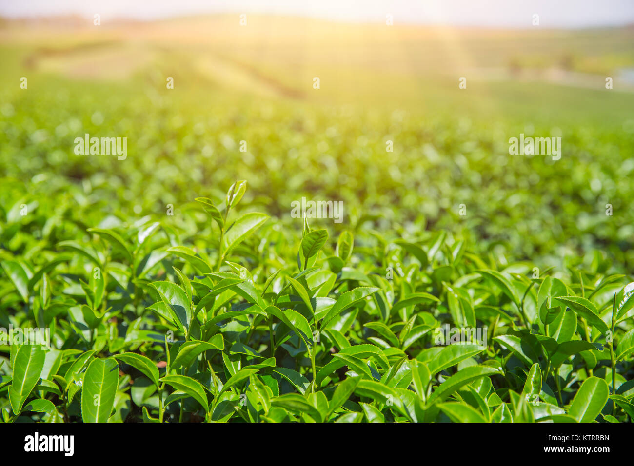 Green tea plant hi-res stock photography and images - Alamy
