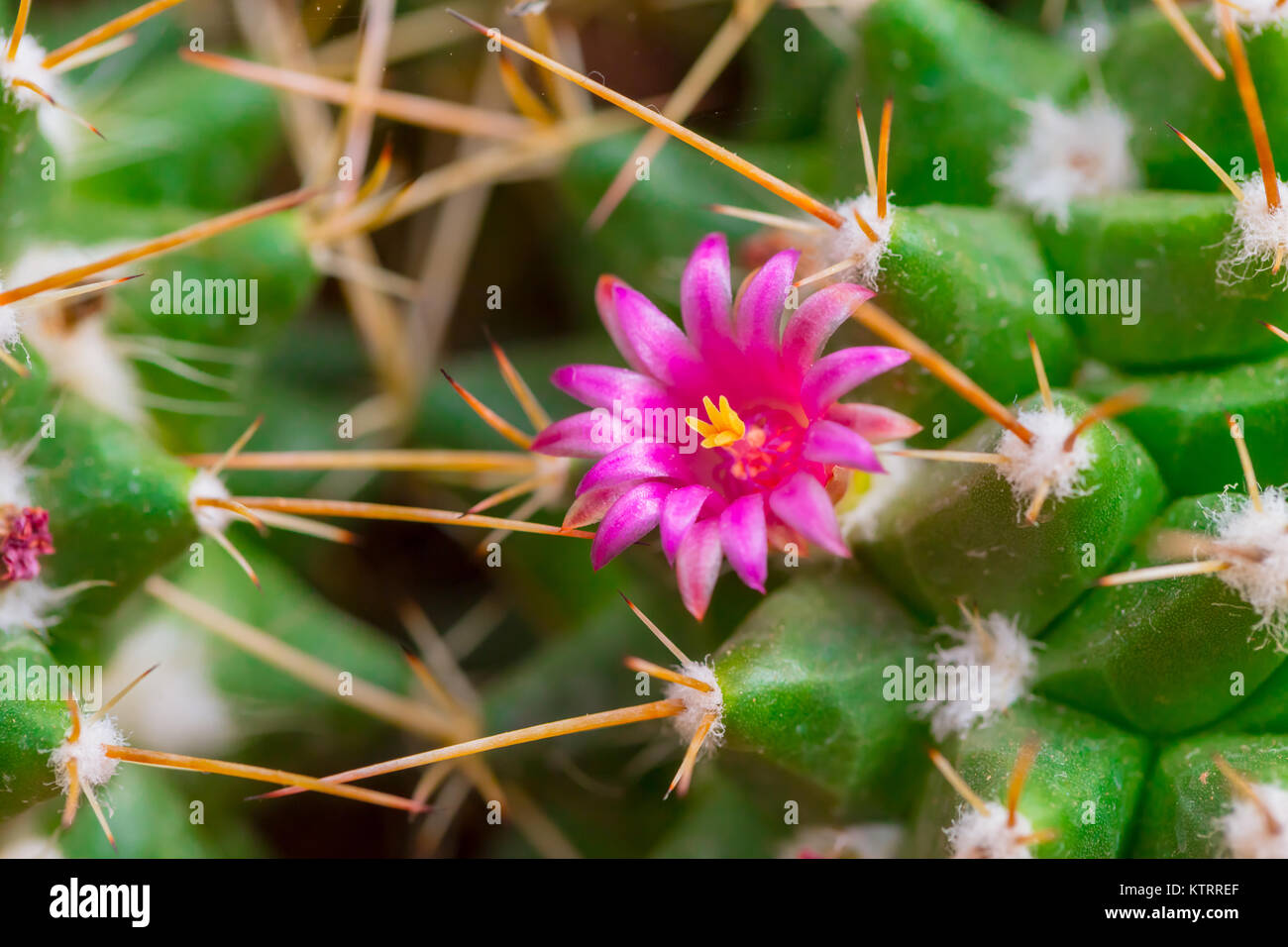 Saguaro cactus with pink flowers hi-res stock photography and images ...