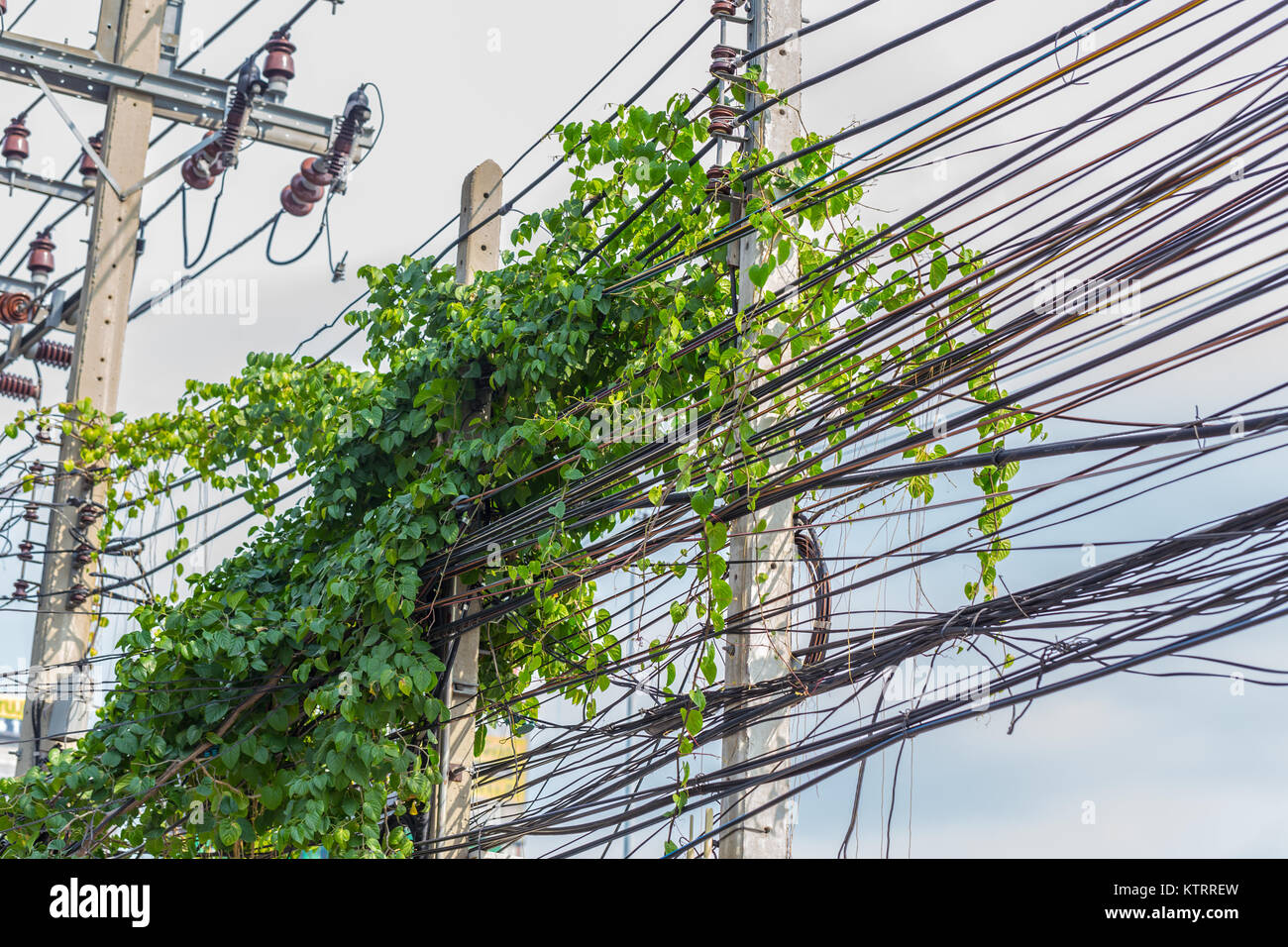 messy communication cable and electric power line pole with creeper ...
