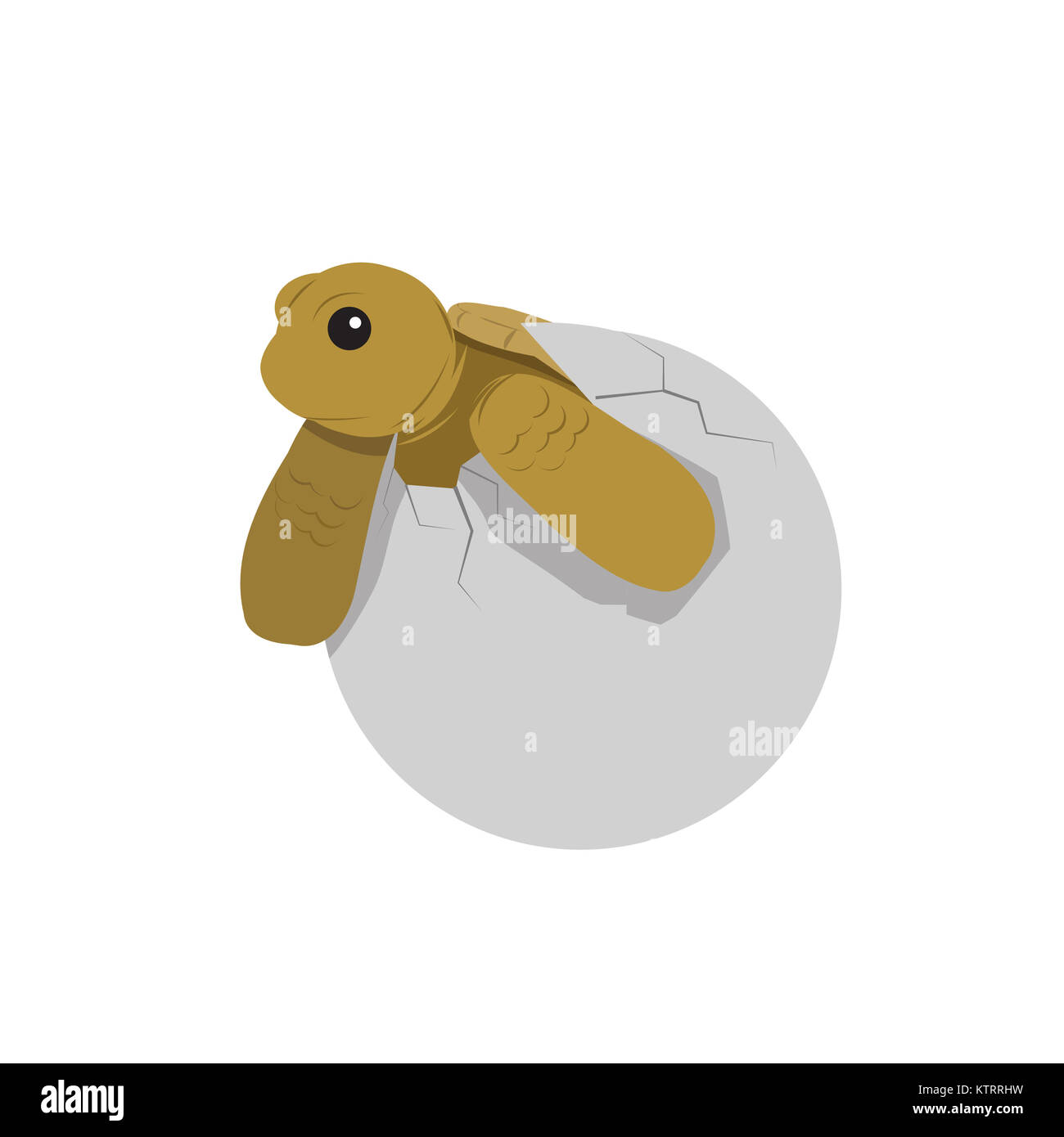 baby turtle vector Stock Photo - Alamy