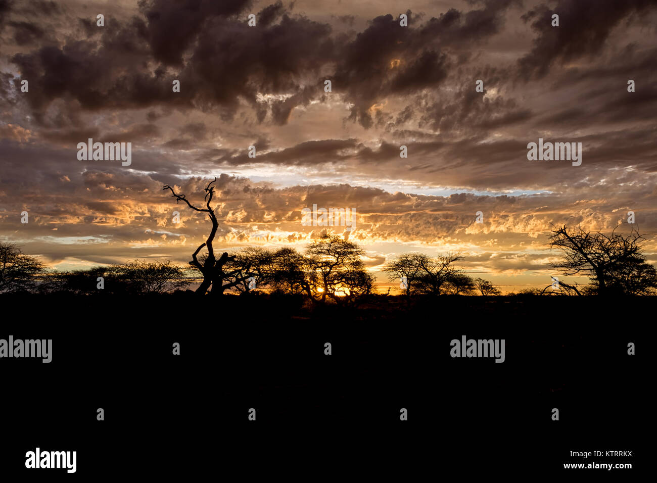 A dramatic sunset in the bush of the Southern African savanna Stock ...