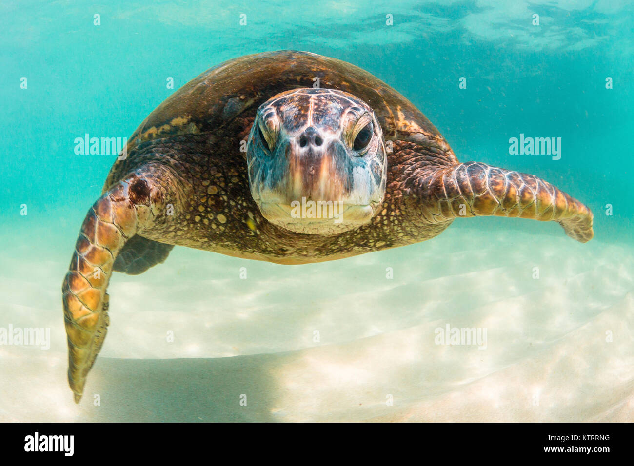 Hawaiian Green Sea Turtle swimming underwater Stock Photo - Alamy