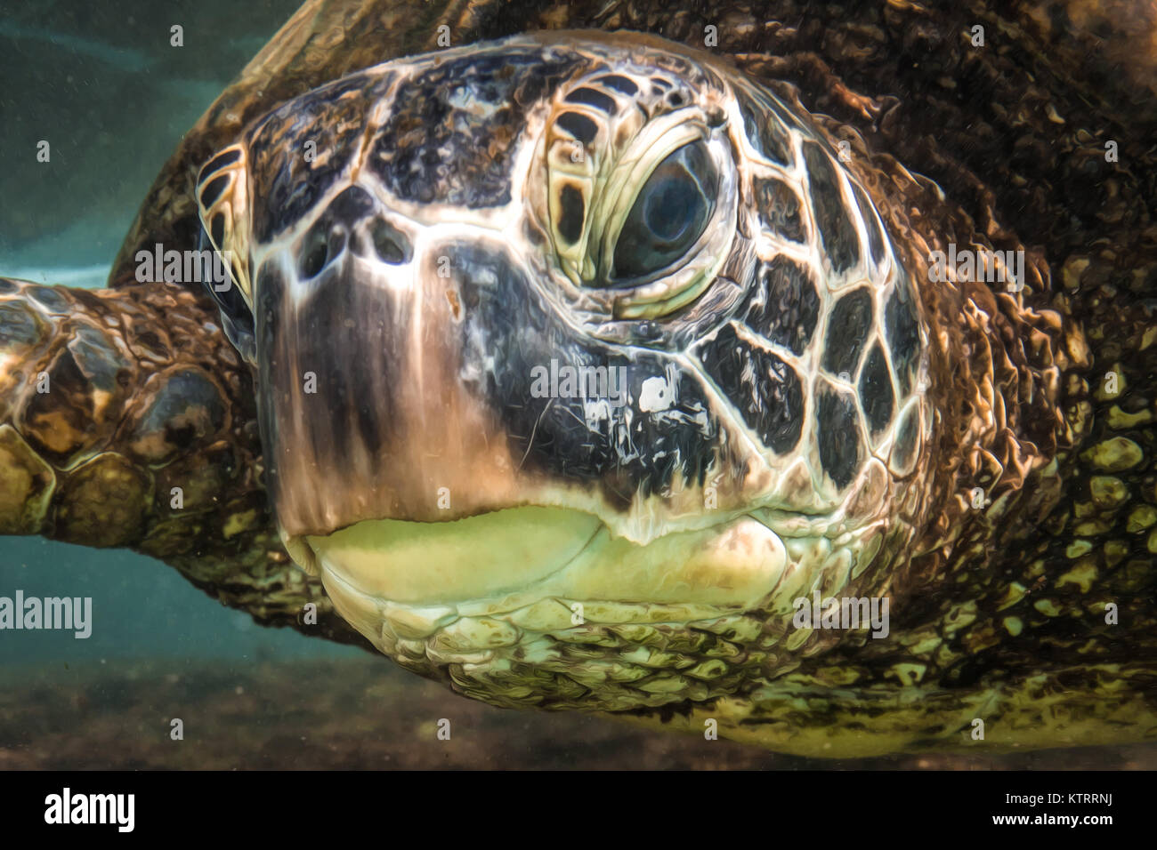Hawaiian Green Sea Turtle swimming underwater Stock Photo - Alamy