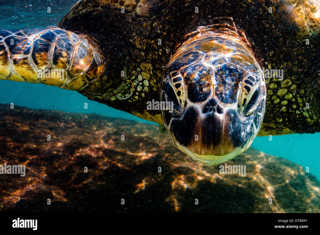 Hawaiian Green Sea Turtle swimming underwater Stock Photo - Alamy