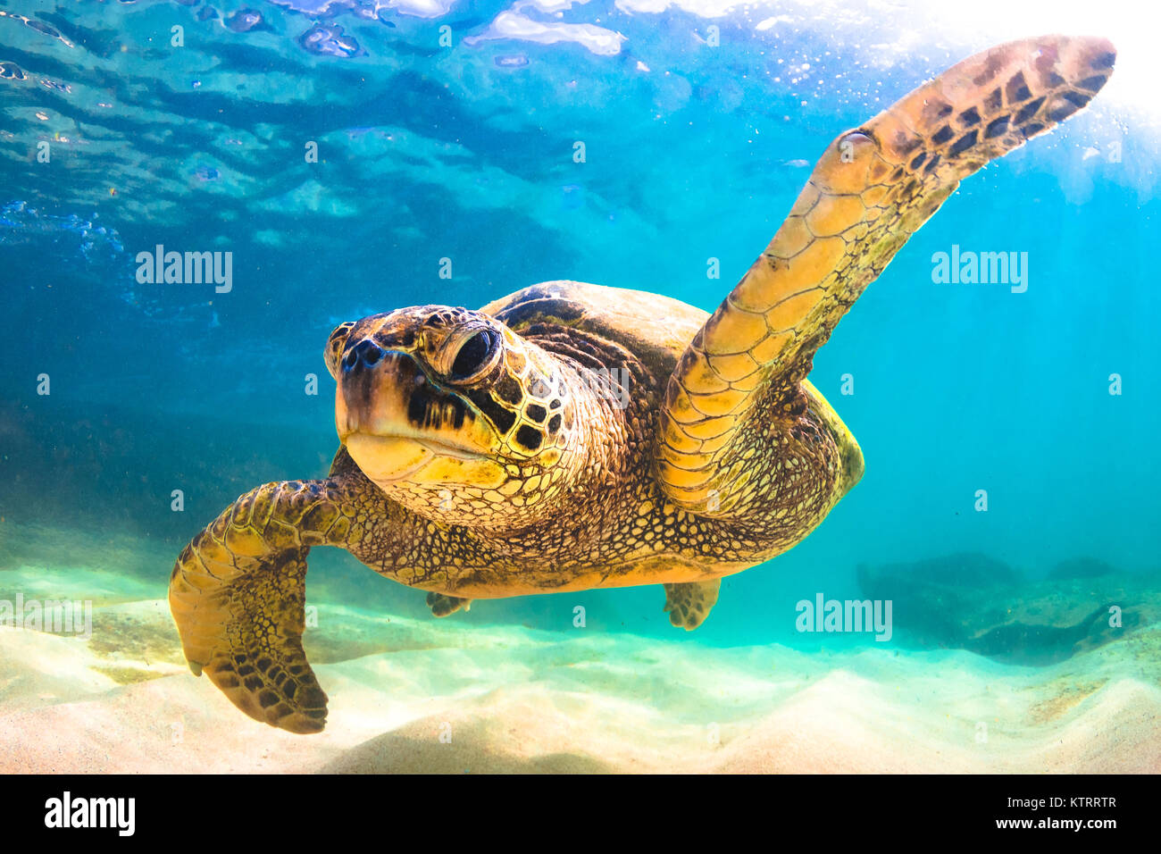 Hawaiian Green Sea Turtle swimming underwater Stock Photo - Alamy