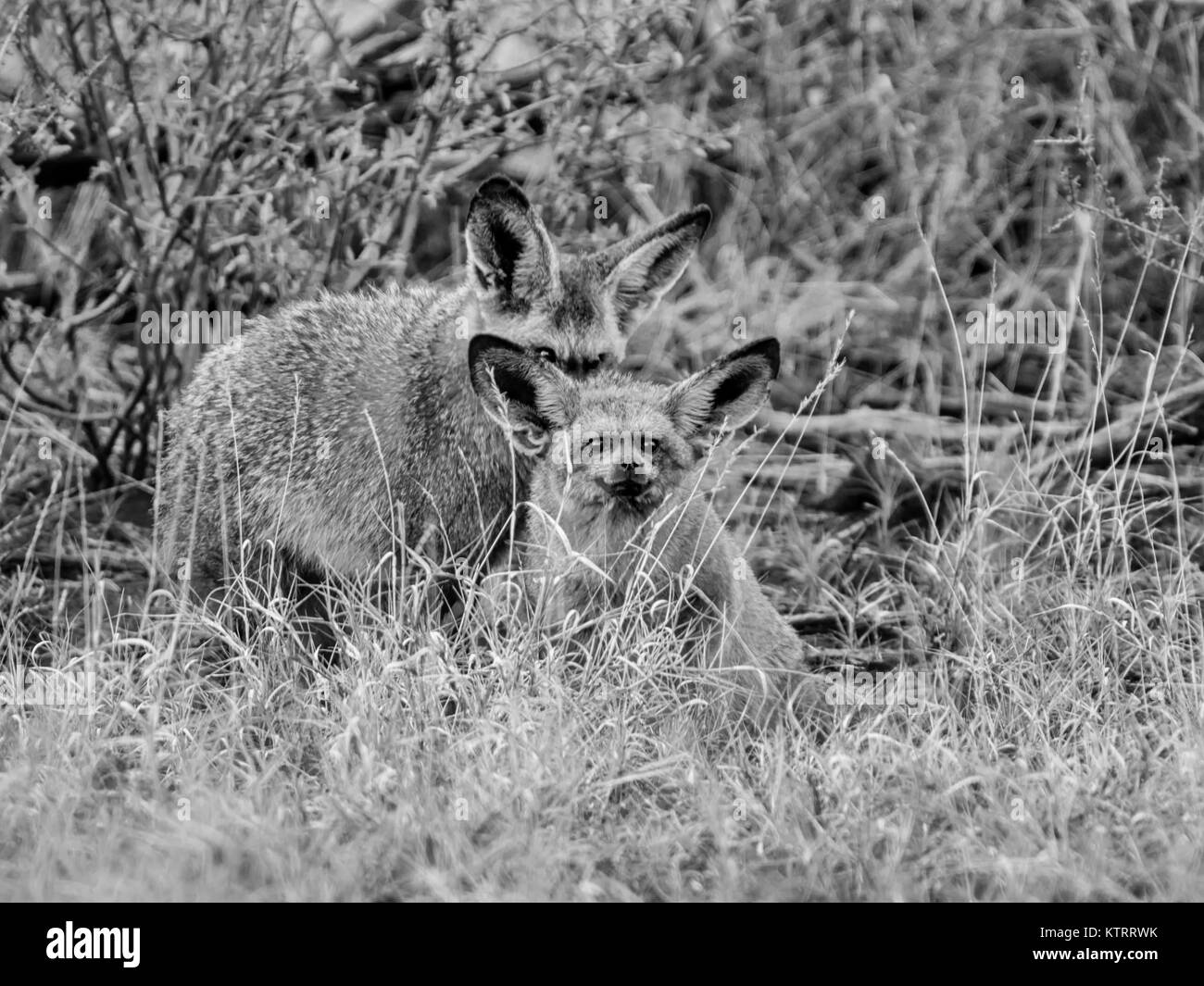 A pair of Bat-eared Foxes in Southern African savanna Stock Photo - Alamy