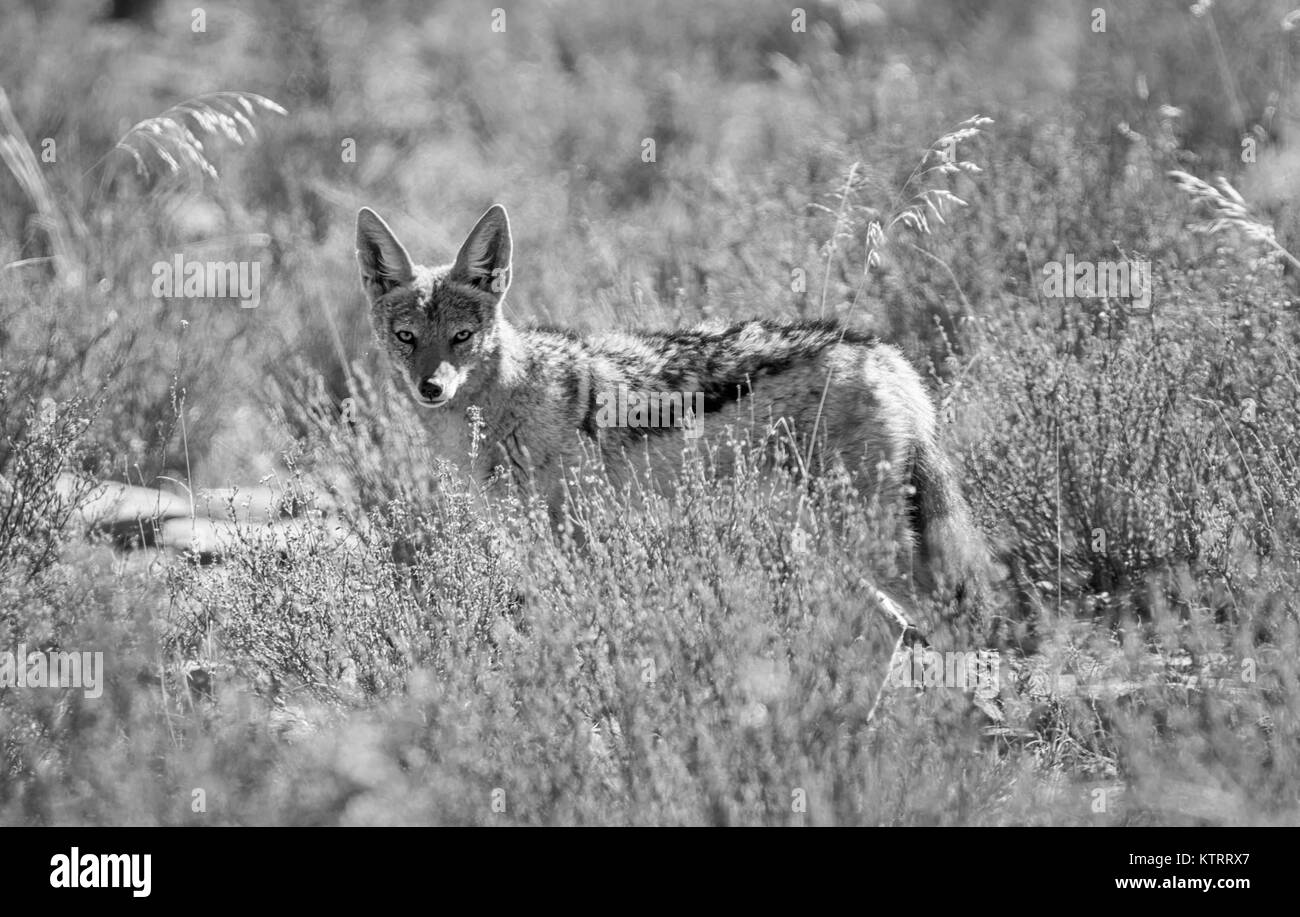 A Black-backed Jackal in Southern African savanna Stock Photo - Alamy