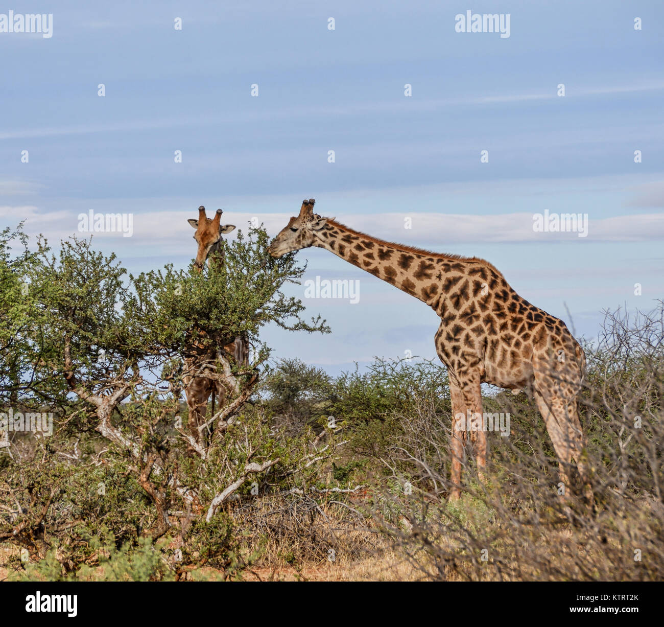 A pair of Giraffes eating from a tree in Southern African savanna Stock ...