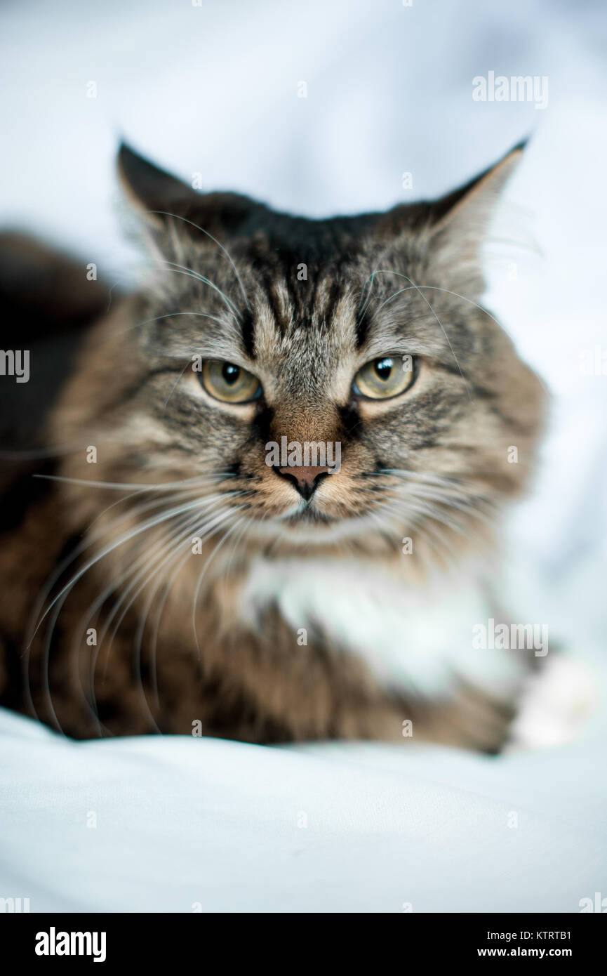 Gray kitten cat with stripped fur chest Stock Photo - Alamy