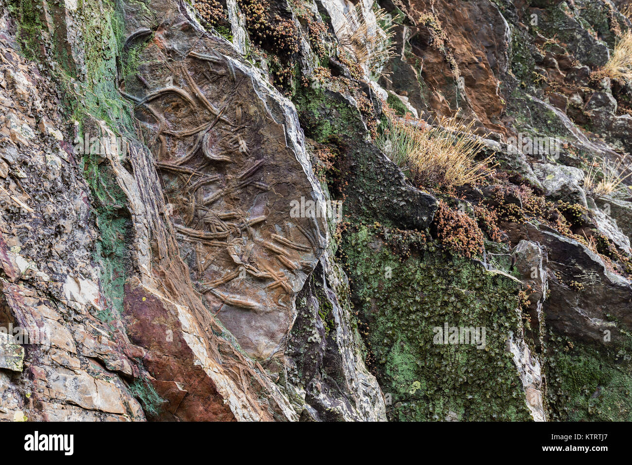 Fossilized branches and roots on rock. Penha Garcia. Portugal Stock ...