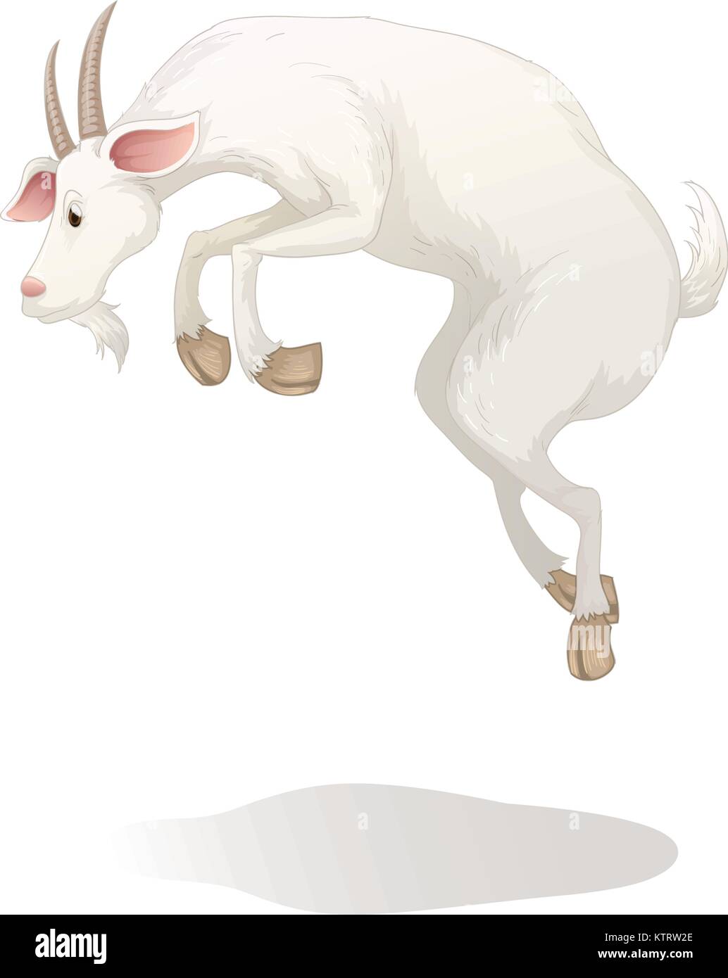 One Goat White Background