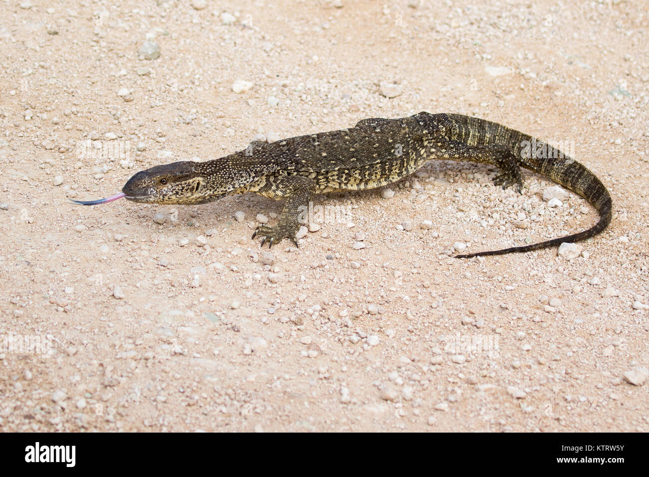 Striped monitor lizard hi-res stock photography and images - Alamy