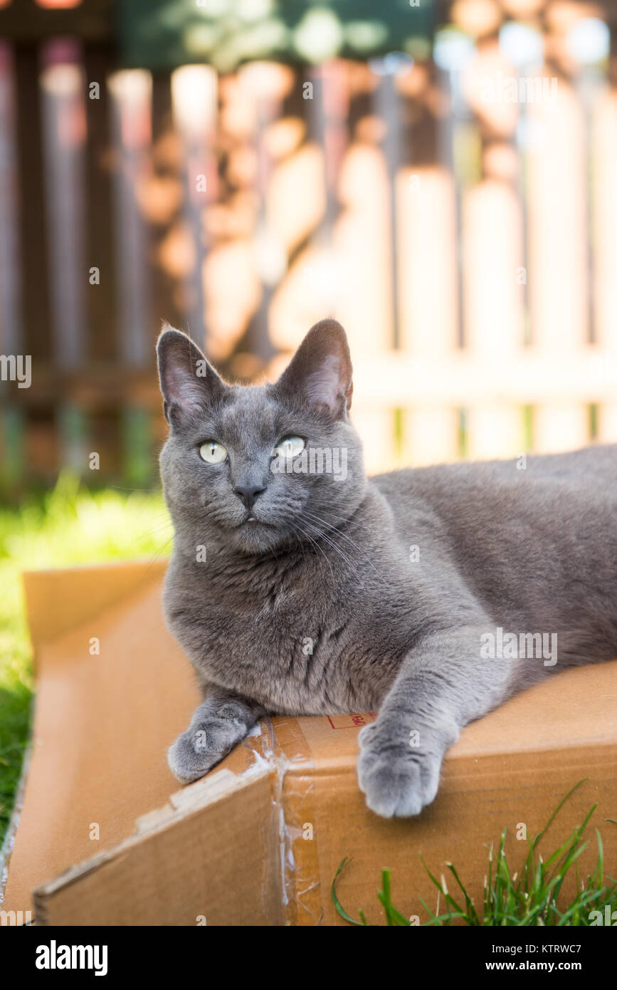 Gray Cat Outside Relaxing on Sun Watching Birds Stock Photo - Alamy