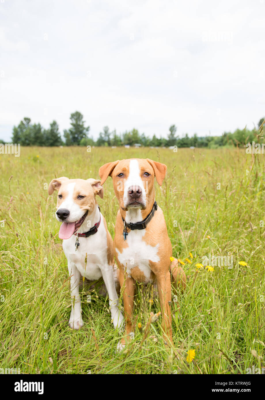 Dogs in fields hi-res stock photography and images - Alamy