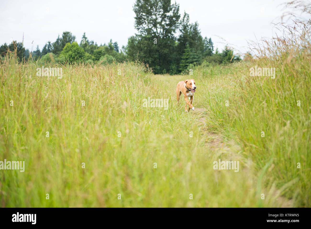 Running in an open field hi-res stock photography and images - Alamy