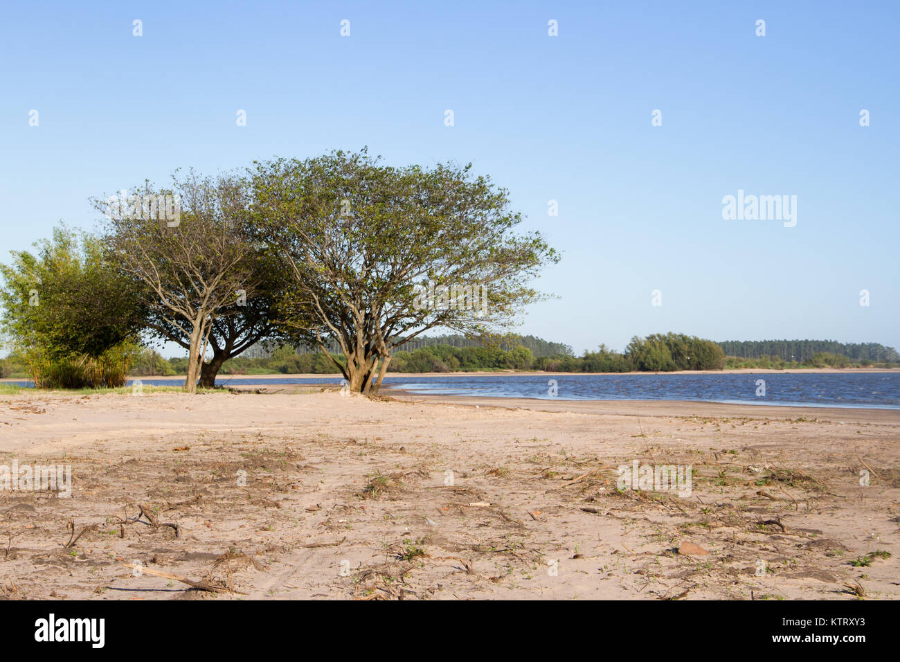 summer landscape on the banks of the river in the city of federation ...