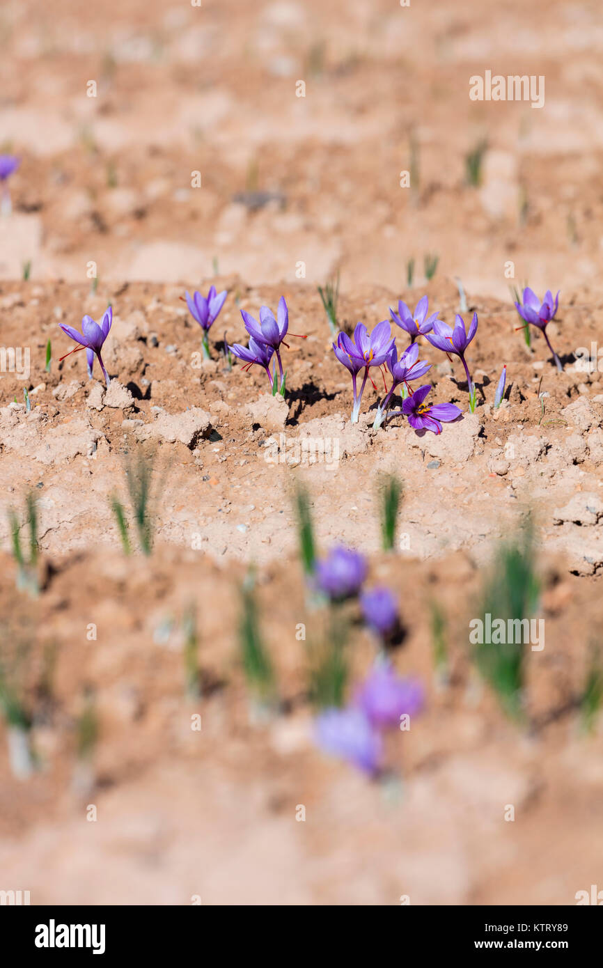 Cultivo de azafrán, Valle del Set, Cervia de les Garrigues, Les ...