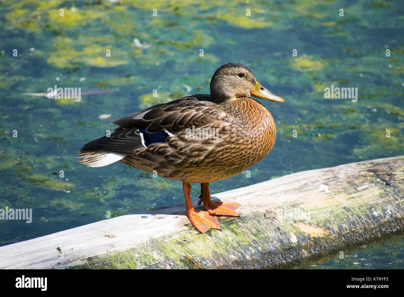 Female Mallard On Tree Log Stock Photo - Alamy