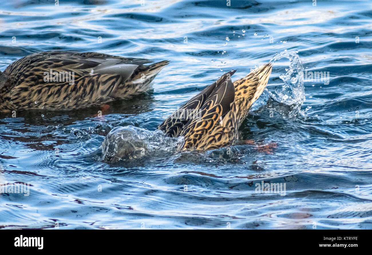 Duck Bobbing For... Apples Stock Photo - Alamy