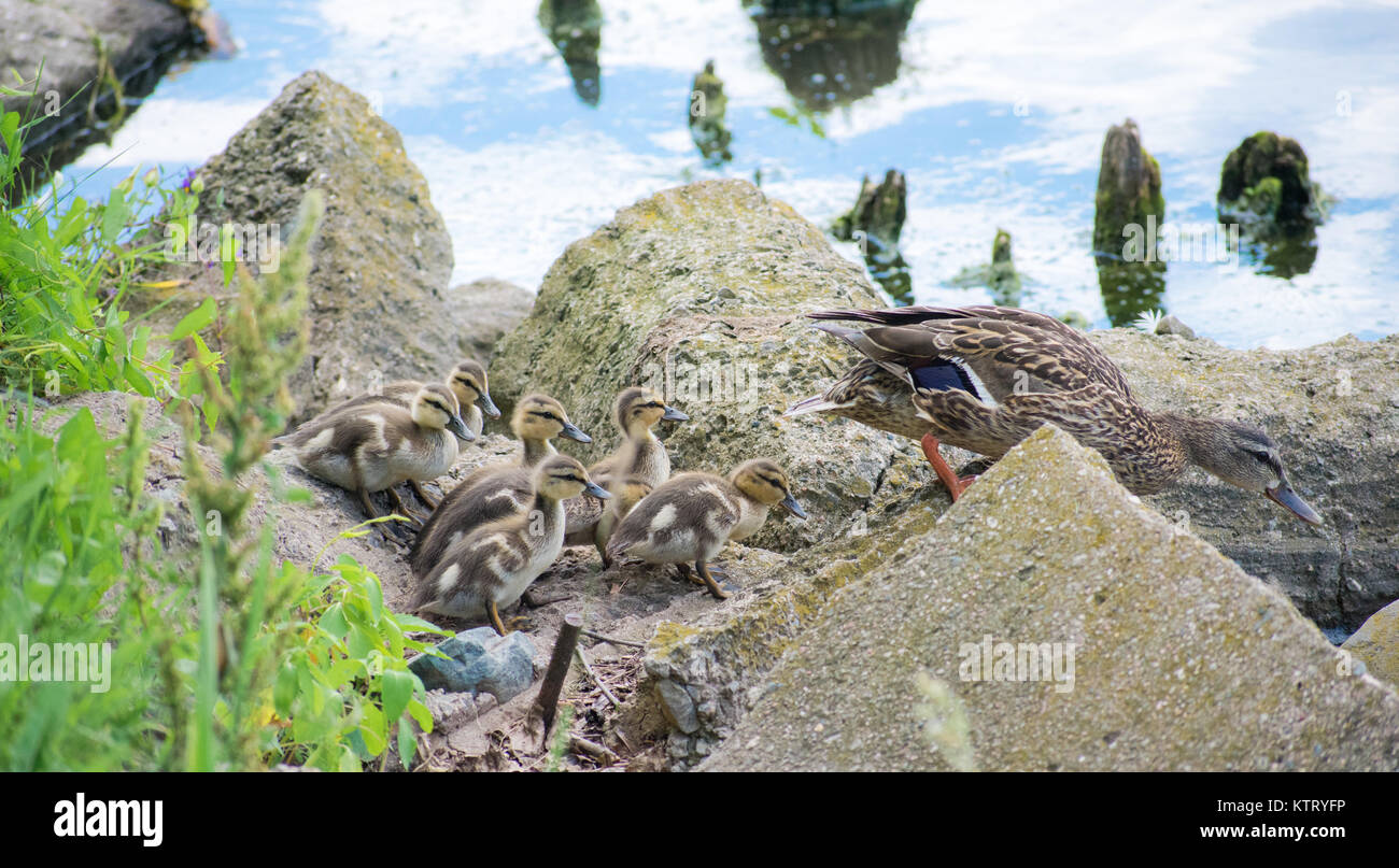 Duck With Babies On Rocks Stock Photo - Alamy