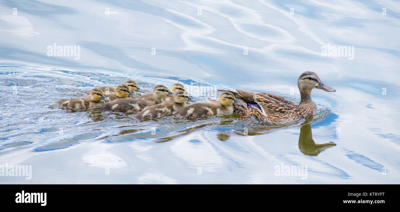 Mother Duck With Ducklings Stock Photo - Alamy