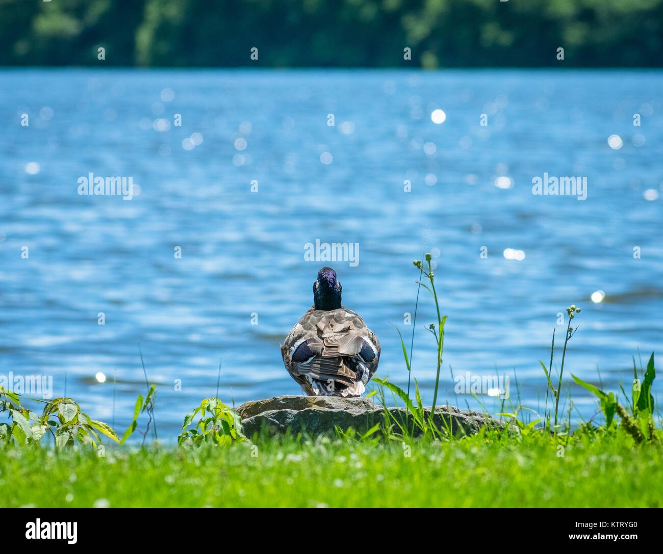 Duck Looking At Lake Stock Photo - Alamy