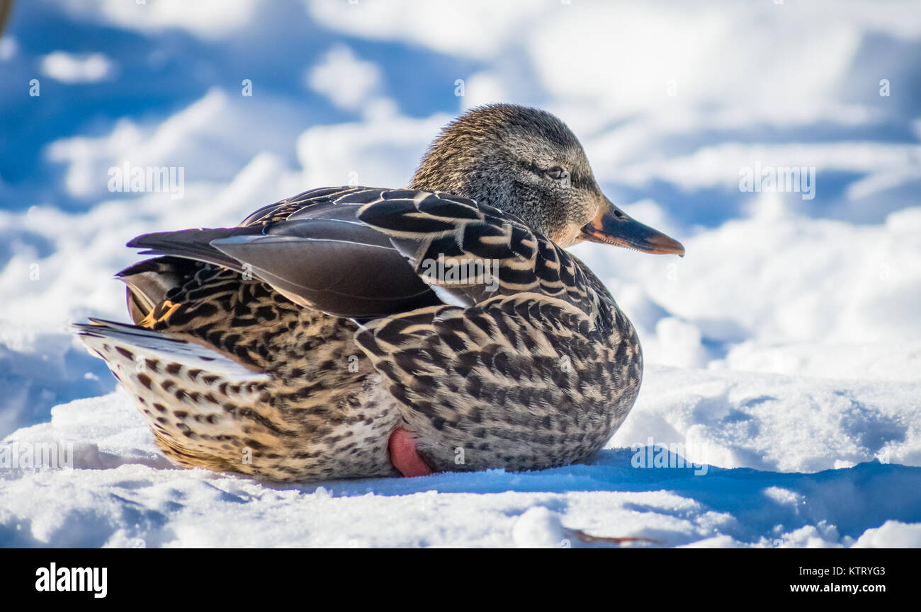 Chill bird hi-res stock photography and images - Alamy
