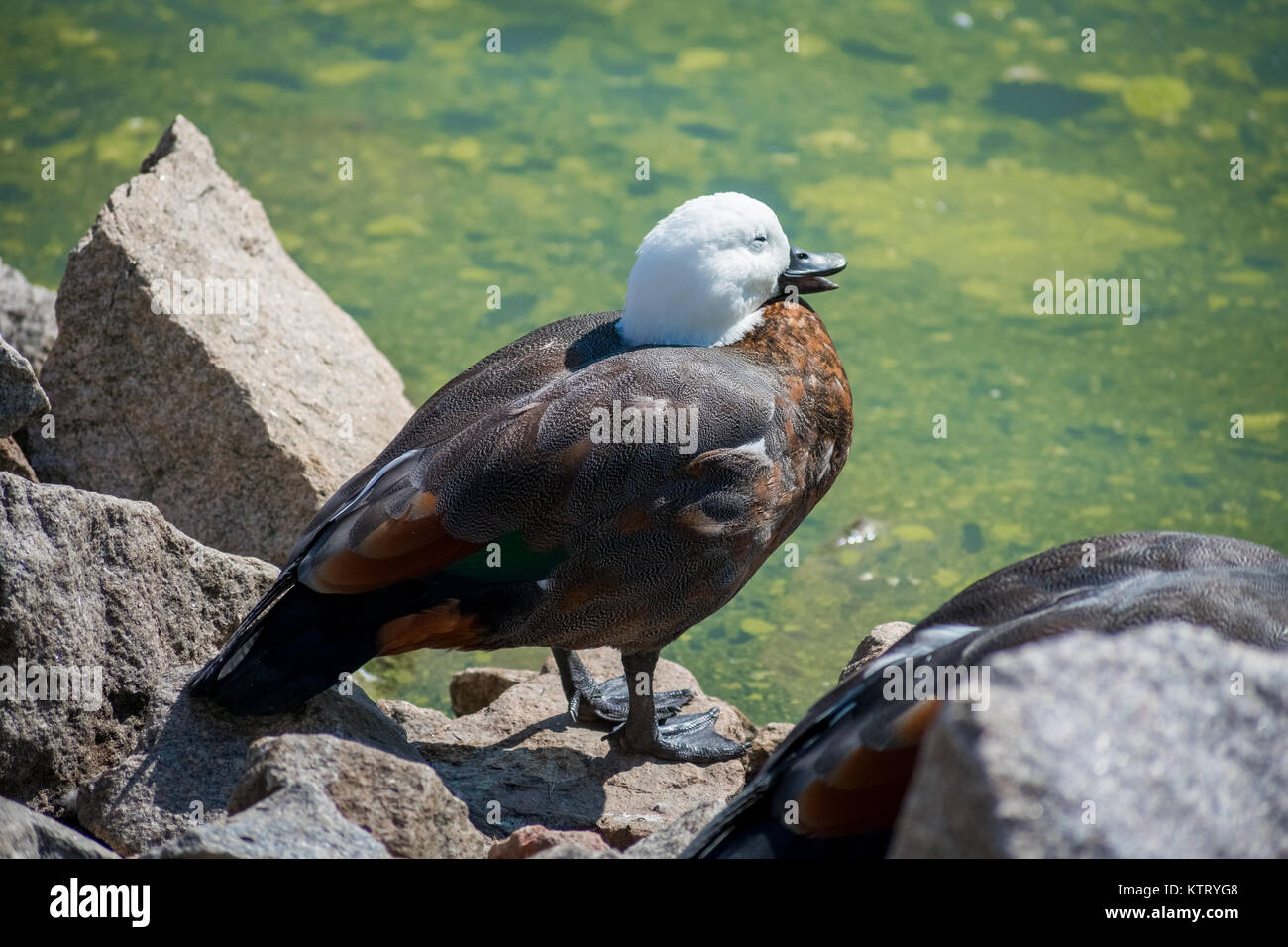 Duck Looking Into Pond Stock Photo - Alamy