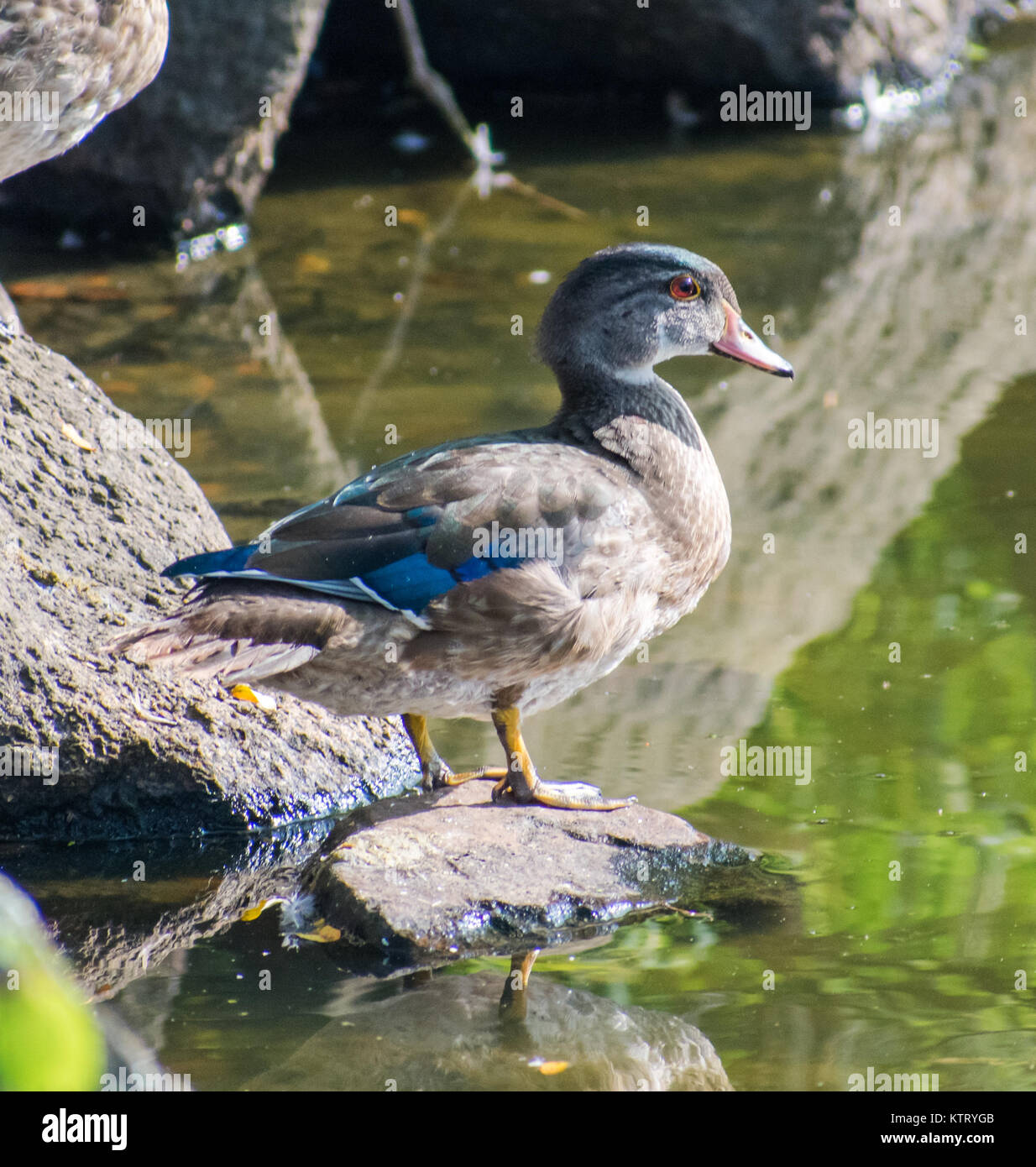 Garden looking ducks hi-res stock photography and images - Alamy