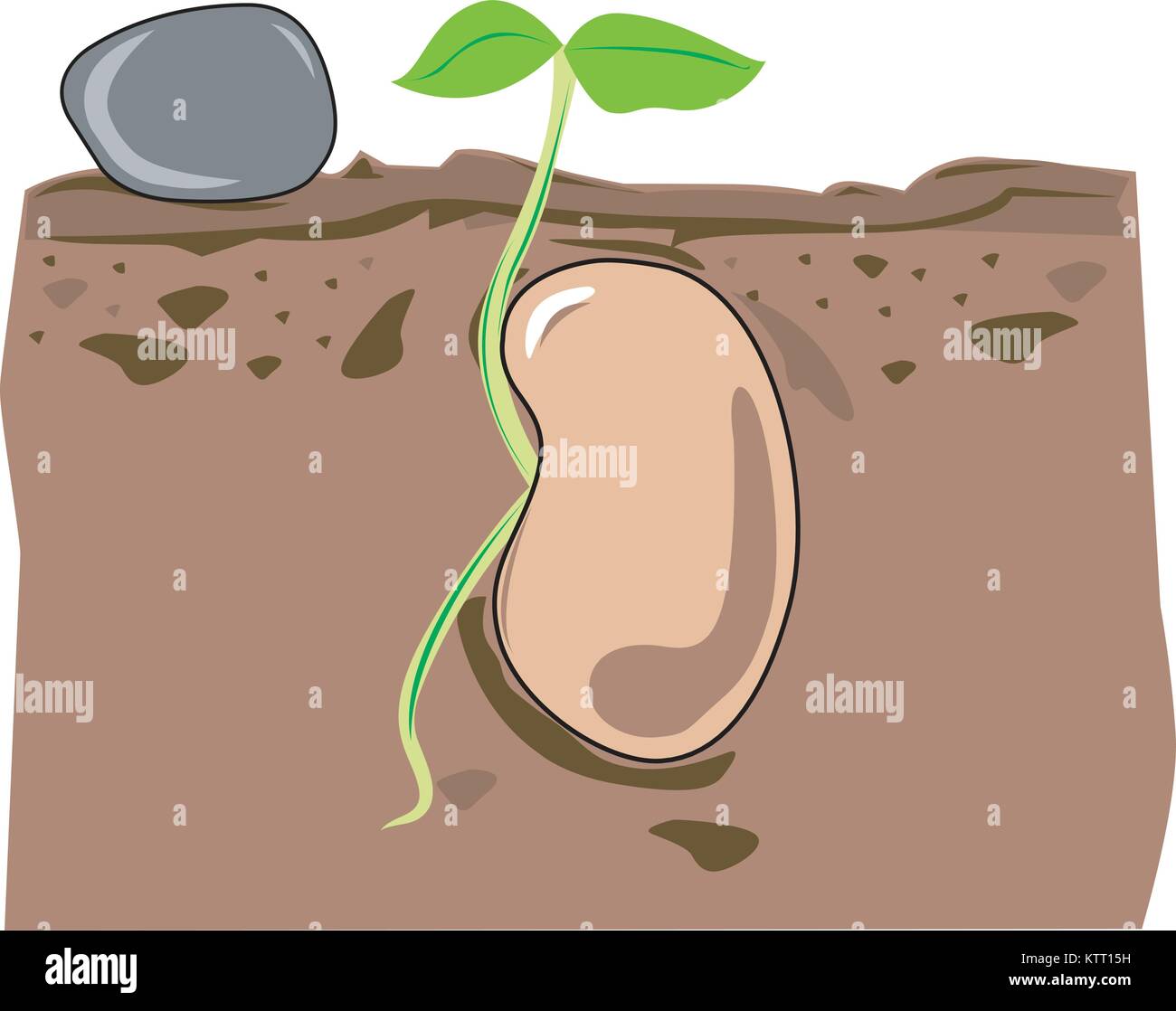 Illustration of a spouting seed Stock Vector Image & Art - Alamy