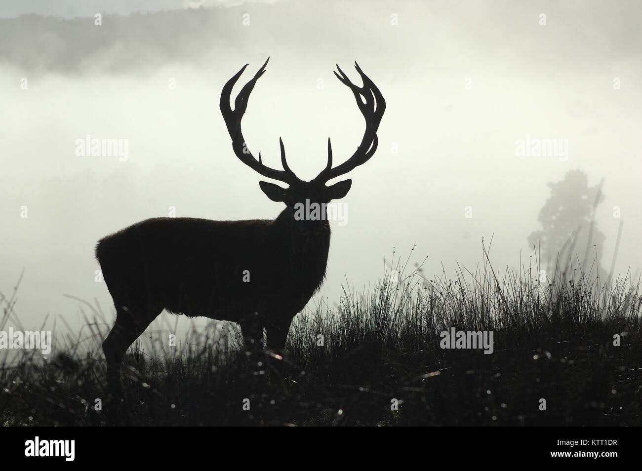 13 point red deer stag in morning fog, West Coast, South Island, New ...